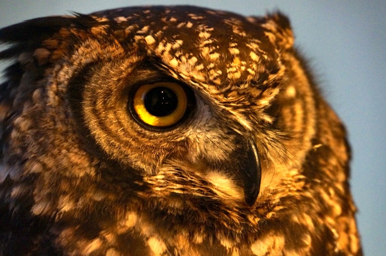 Owl Café Crew, a café where you can touch owls - Misa's Odekake Blog